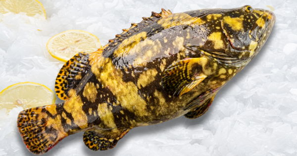 Premium Seafood King Tiger Grouper Whole Fish